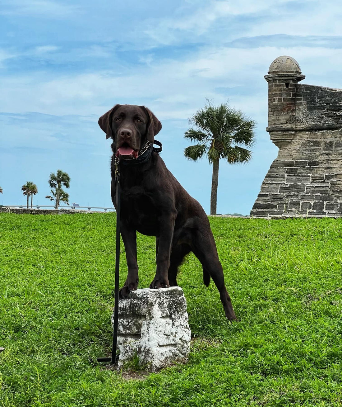 Smart Paws Resort & Training – Smart Paws Resort & Training